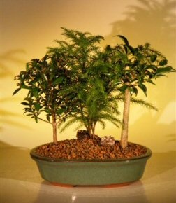 Dish Garden with Three Bonsai Trees and Decorative Rock