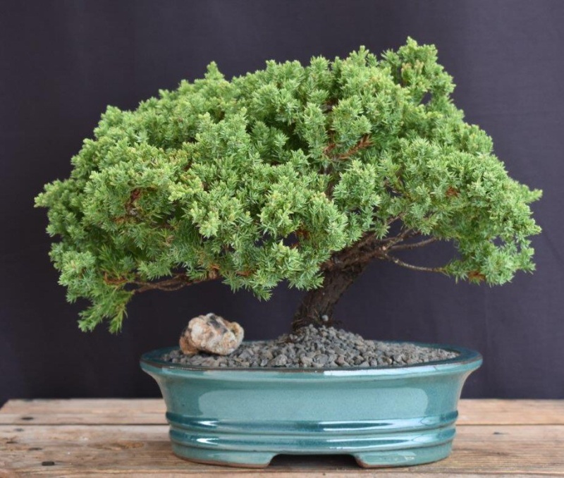 Juniper Bonsai Tree - Trained (Juniper Procumbens Nana)