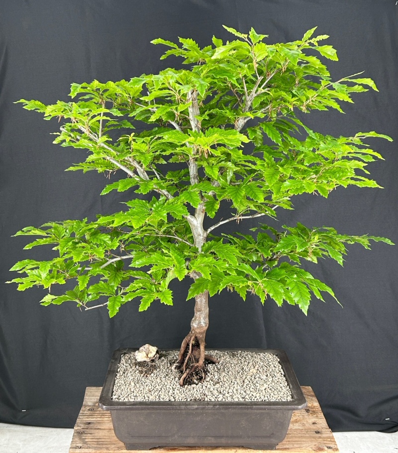 Dwarf European Beech Bonsai Tree (Fagus Sylvatica 'Sandrode')