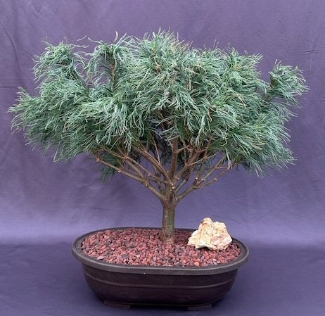 Buy Mini Twists Eastern White Pine Bonsai Tree Online