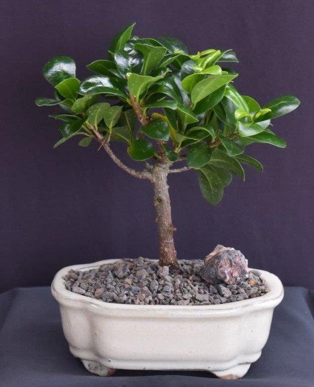 Buy Ficus Compacta Bonsai Tree Online - Perfect for Home or Office