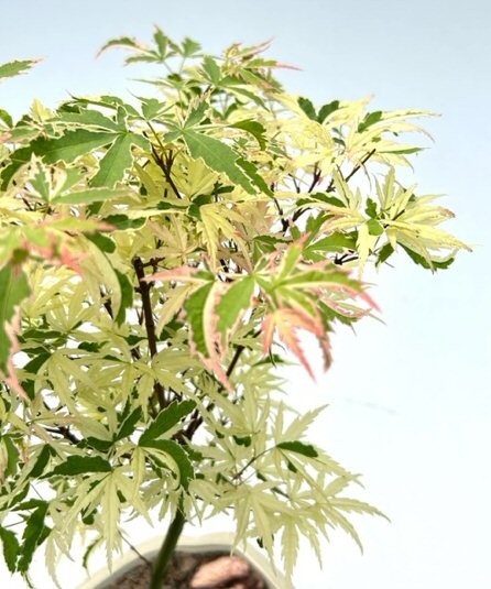 Variegated Butterfly Japanese Maple Bonsai Tree (Acer Palmatum ‘Butterfly’)