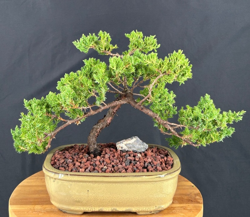 Juniper Bonsai Tree - Trained (Juniper Procumbens Nana)