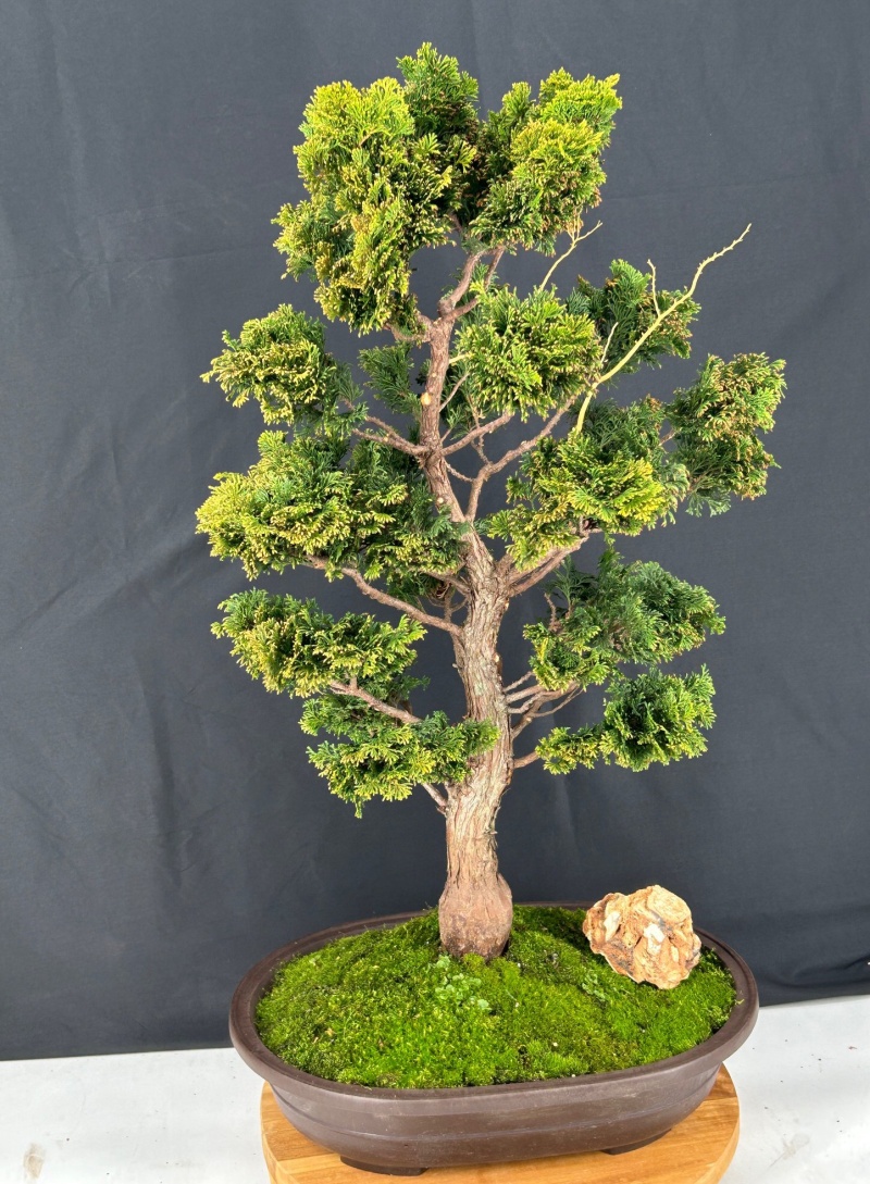 Trained Hinoki Cypress Bonsai Tree (Chamecyparis Obtusa 'Nana Gracilis')