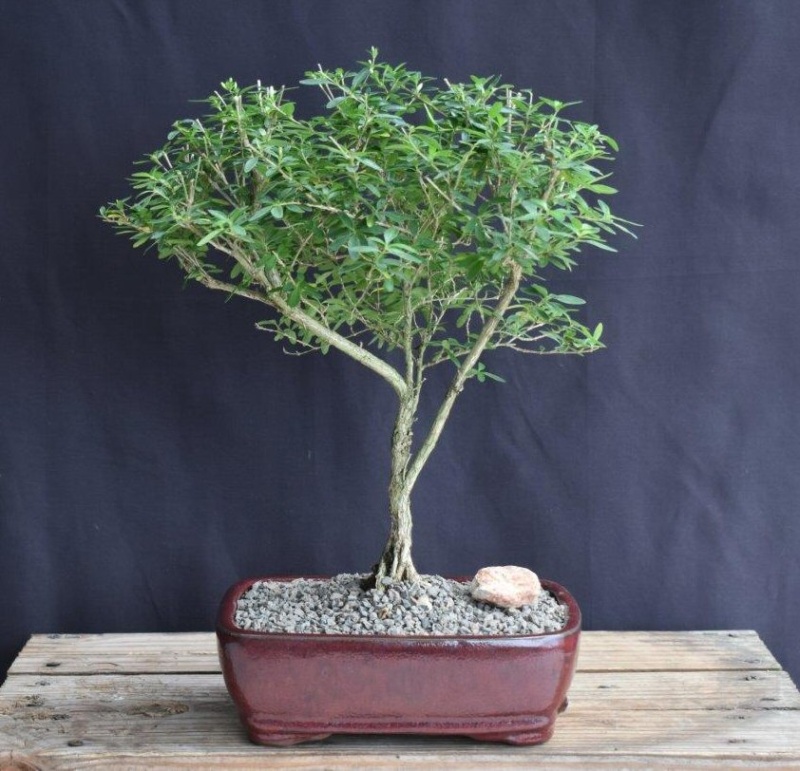 Buy Chinese Flowering White Serissa - Large Bonsai Tree Of A Thousand ...