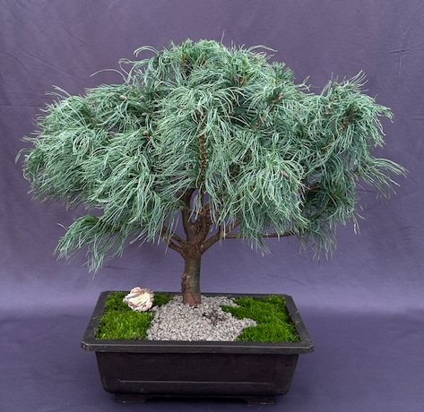 Buy Mini Twists Eastern White Pine Bonsai Tree Online - Unique ...