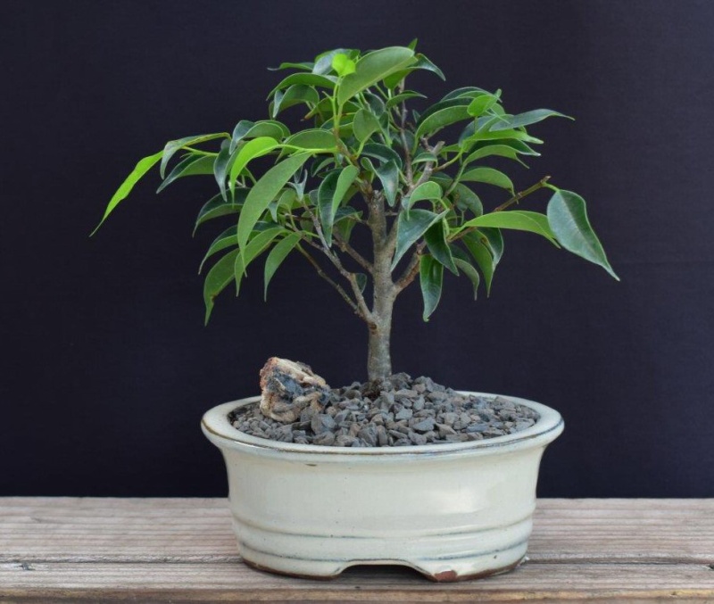Buy Oriental Ficus Bonsai Tree - Small (Ficus Benjamina 'Orientalis ...