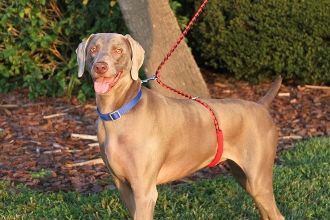 Buy Monster Walker Dog Leash Online - Paws Aboard - 3 Color Options
