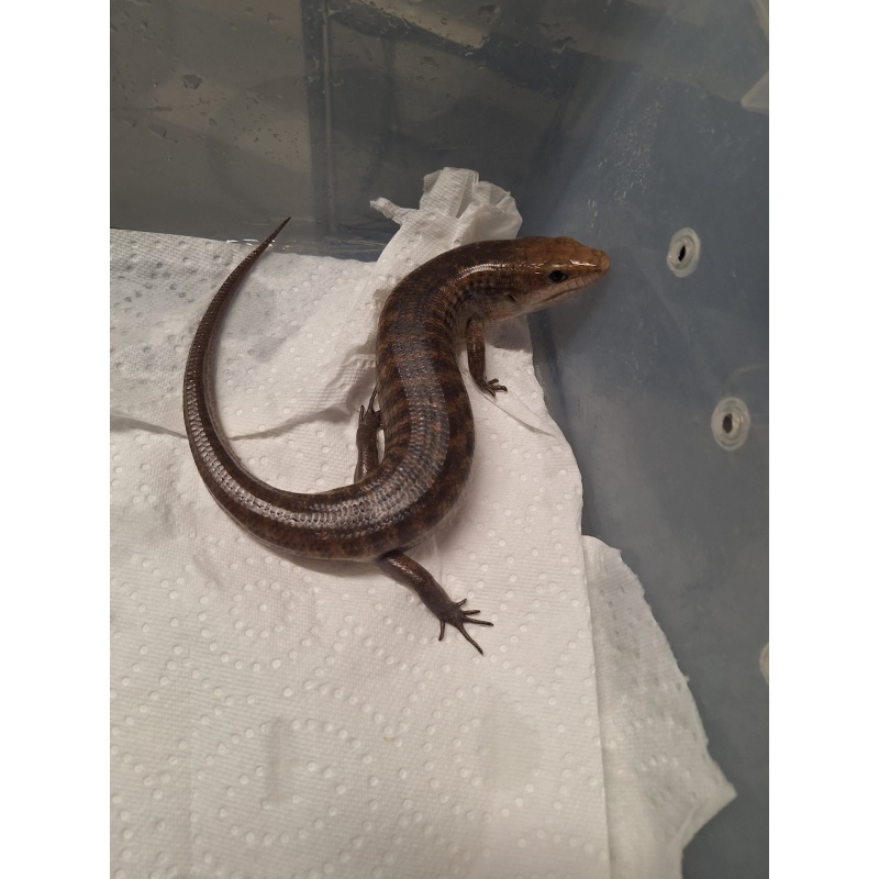 Hispanolan Galliwasp