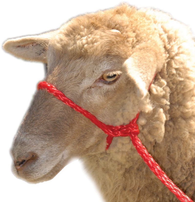 Troyer's Braided Poly Sheep Halter