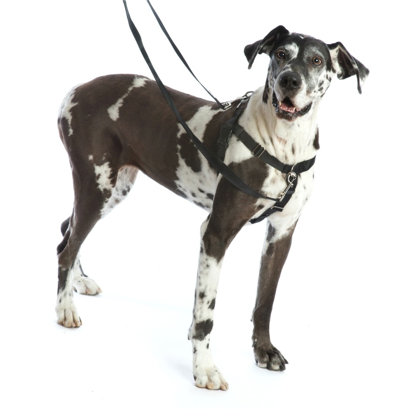 2 Hounds Design Freedom No-Pull Dog Harness Training Package, Small, Red