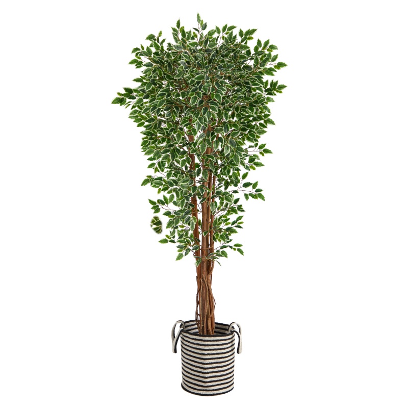 70" Variegated Ficus Tree in Handmade Natural Jute and Cotton Planter ...