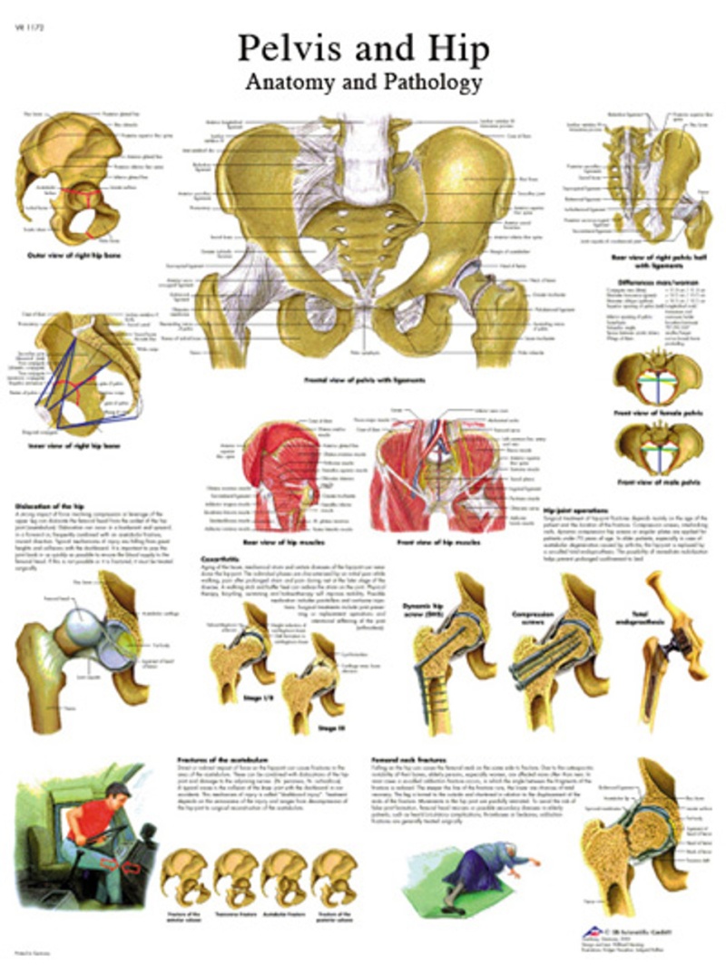 Anatomical Chart - The Hip & Pelvis, Laminated
