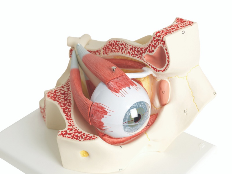 Human Eye 7-Part With 3B Smart Anatomy
