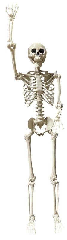 Buy Sunstar 7 Feet Titan Skeleton with Color Sticker on Carton Online ...