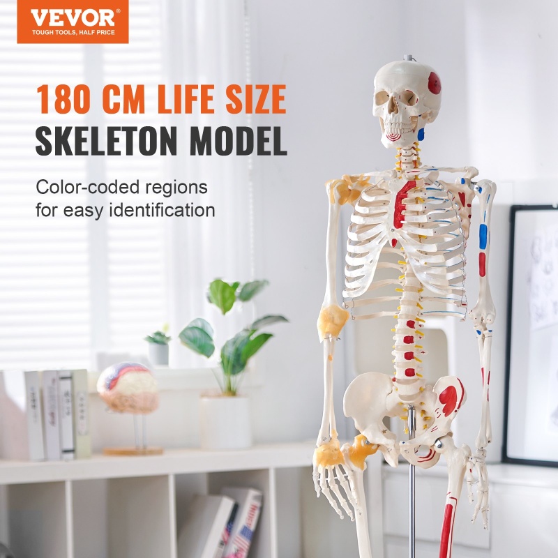 Buy Life-Size Human Skeleton Model for Anatomy Online - Accurate PVC ...